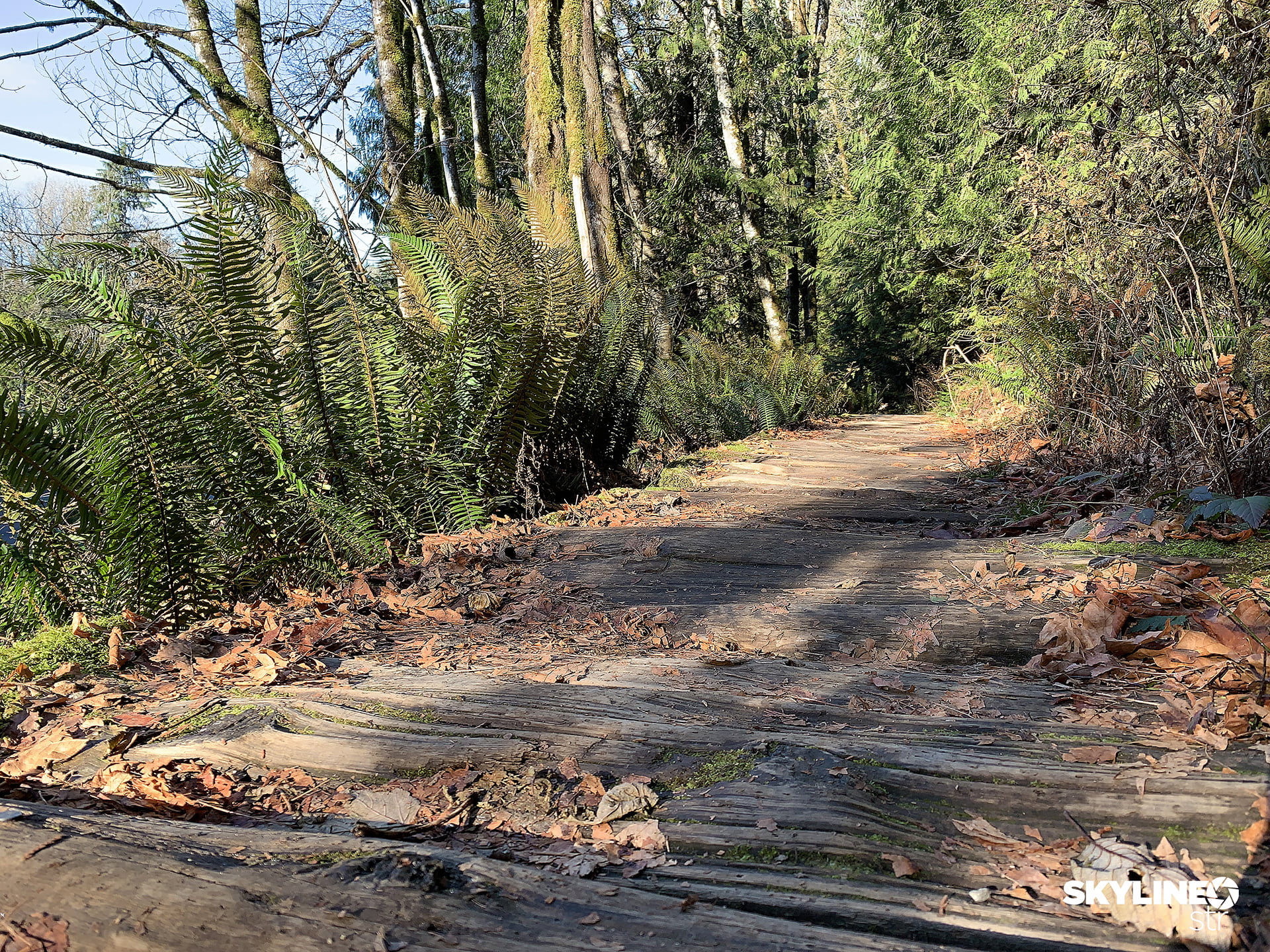 Hiking The Heybrook Lookout Trail (with Pictures) | Skyline STR