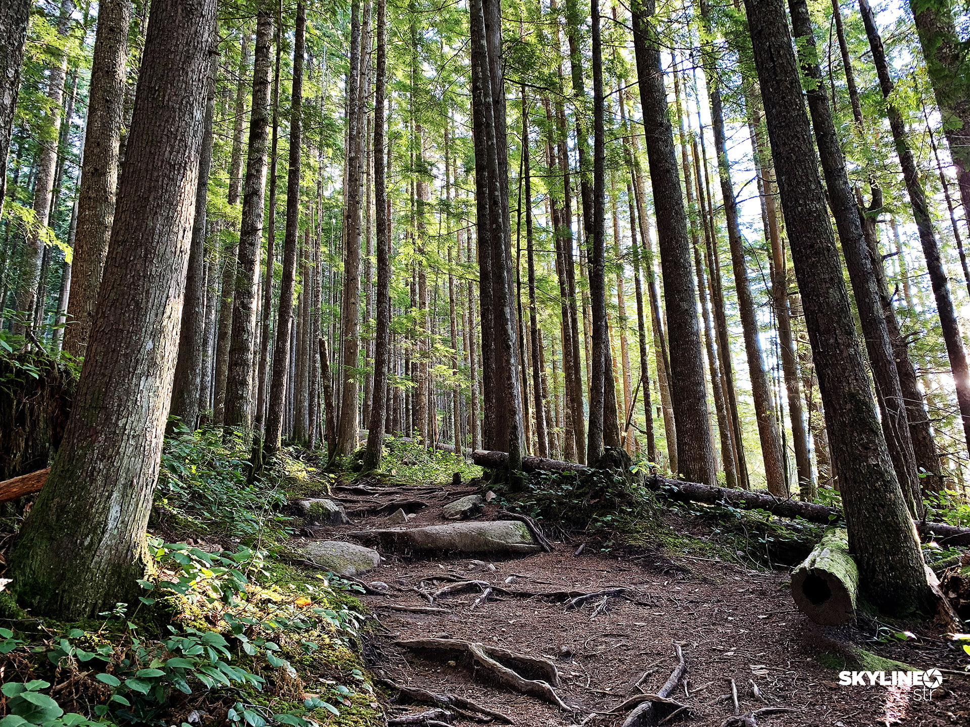Hiking The Heybrook Lookout Trail (with Pictures) | Skyline STR