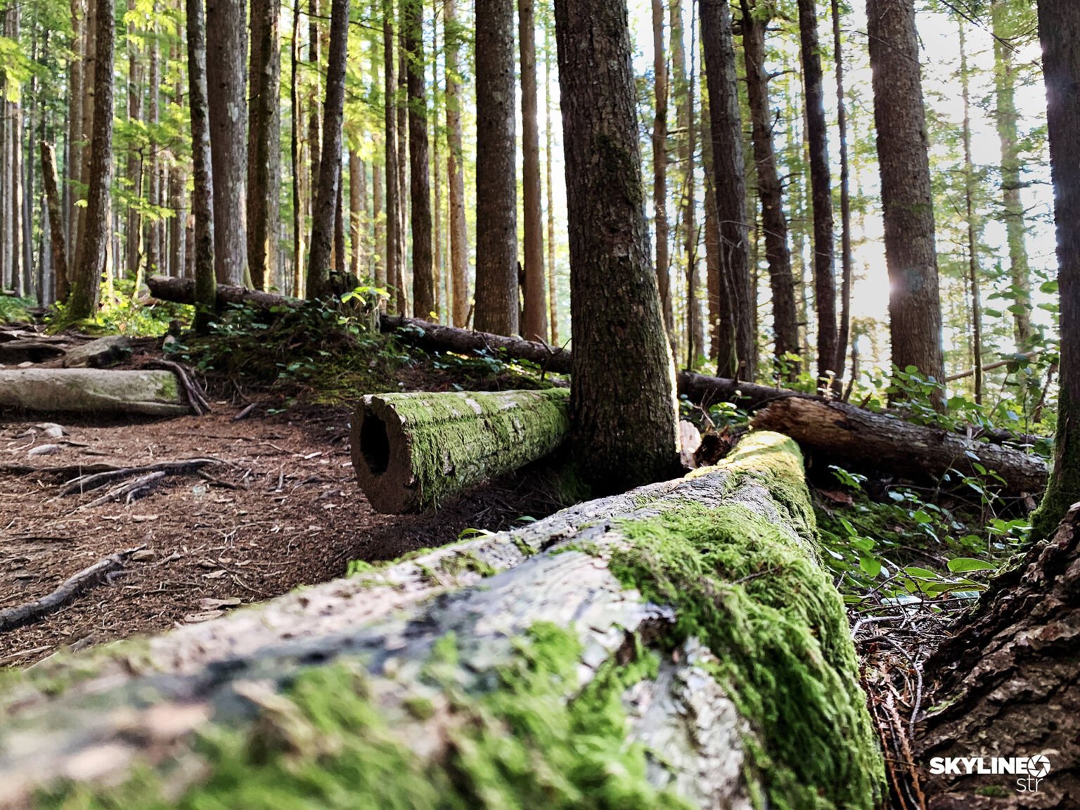 Hiking The Heybrook Lookout Trail (with Pictures) | Skyline STR